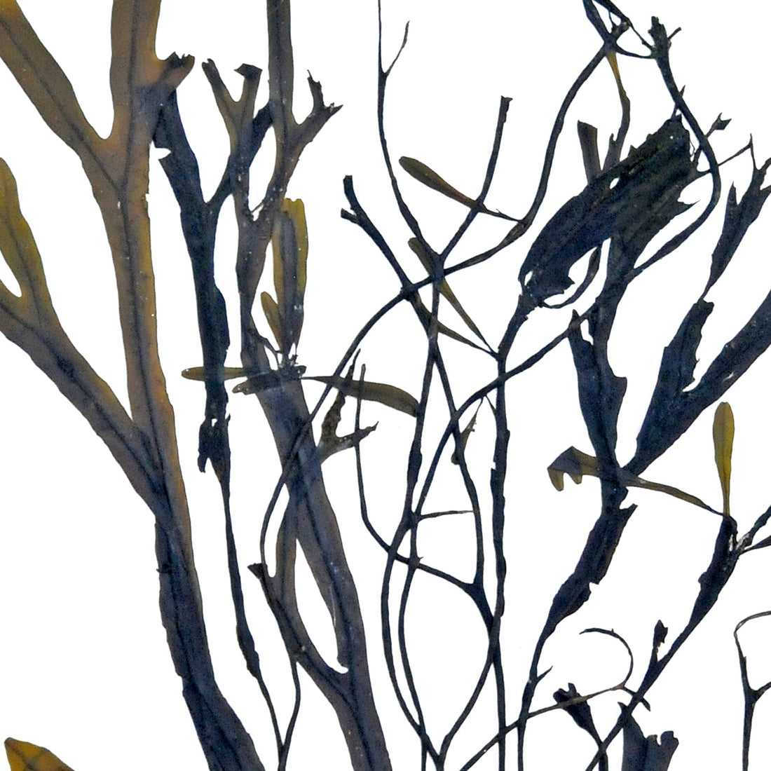 Bladder Wrack Print – Byw